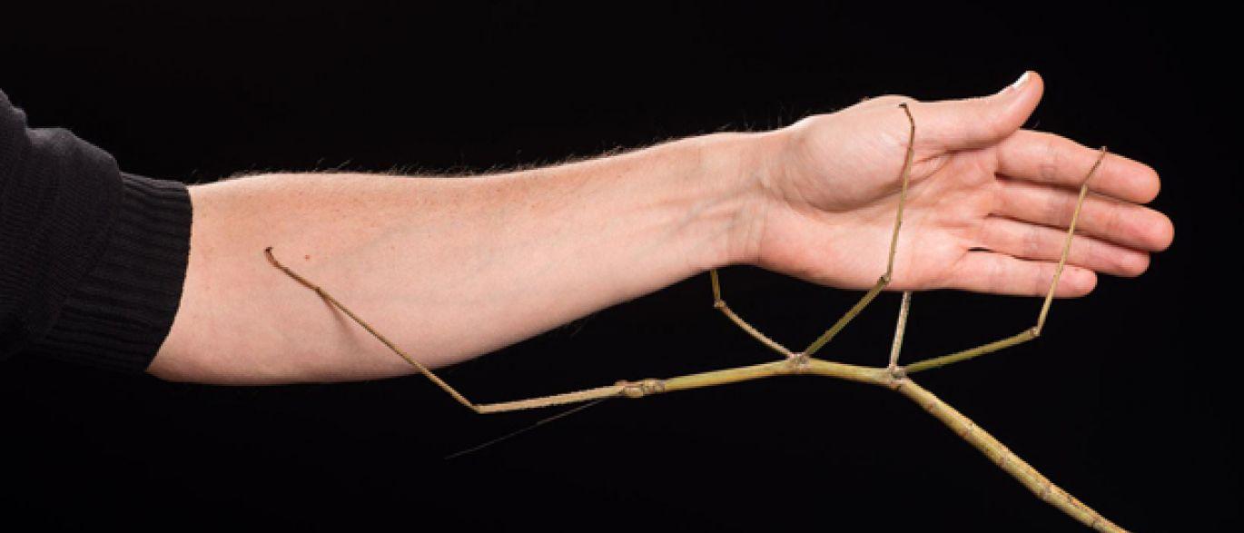 Inseto mais comprido do mundo é descoberto na China | Daqui